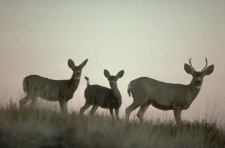 White's Wetland: Wildlife Week at the Wetland: Deer!
